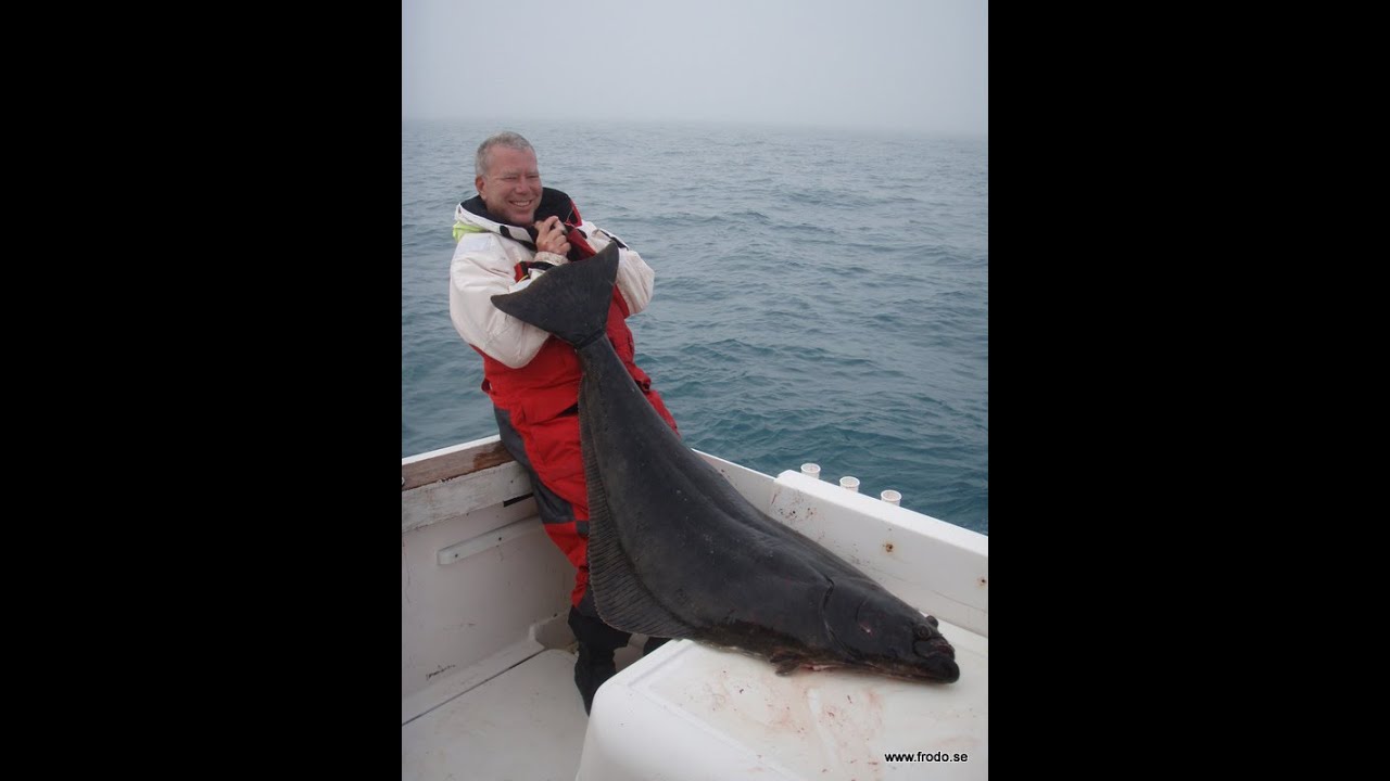 The best fishing trip ever 50+ kg Big Halibut / Kveite Norway Havöysund ...