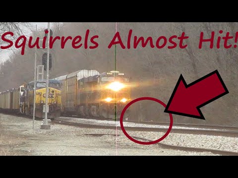 Squirrels Almost Hit By CSX Intermodal Train at Allen Ln in Evansville ...