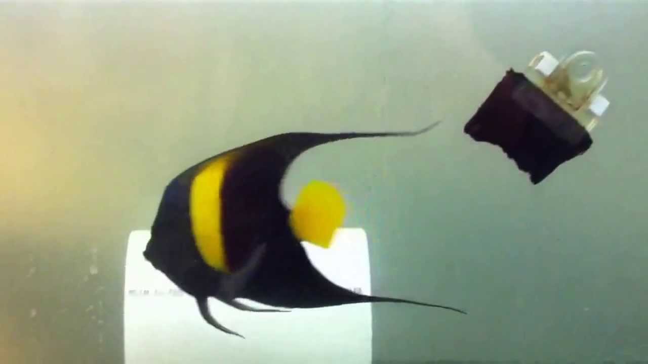 Asfur Angelfish in Quarantine - YouTube