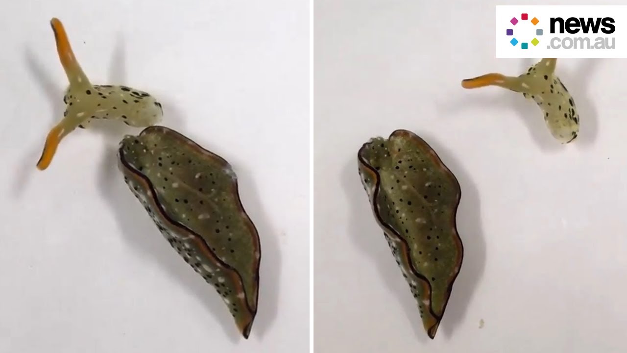 Decapitated sea slugs can regrow body - YouTube