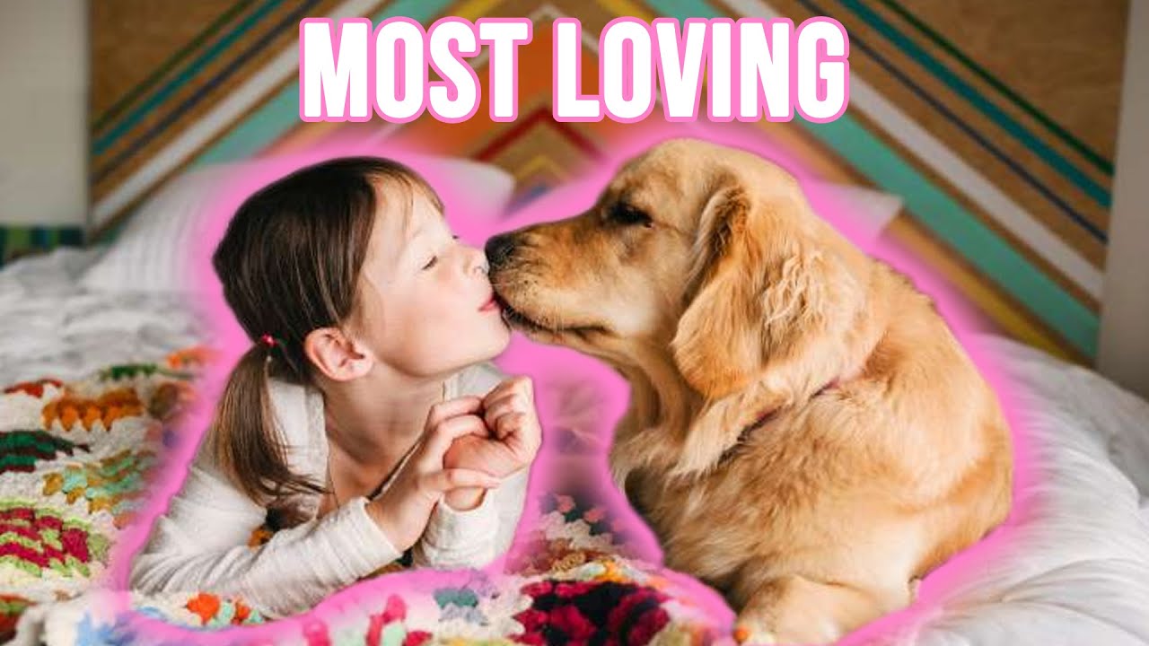 10 MOST LOVING DOG BREEDS. Among So many :) - YouTube
