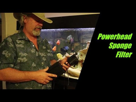 Powerhead Sponge Filter Update After 3 months of Use in a 120 Gallon ...
