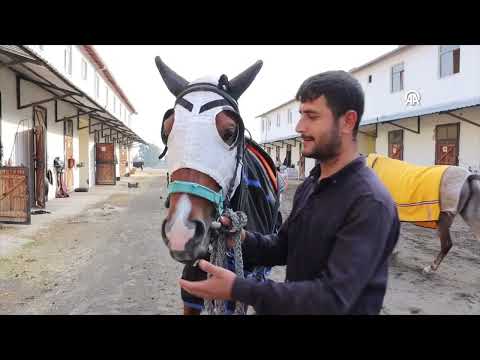 Şanlıurfa, safkan Arap yarış atı üretiminde Türkiye'nin lideri!