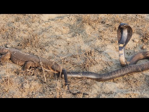 Black Cobra vs Monitor Lizard