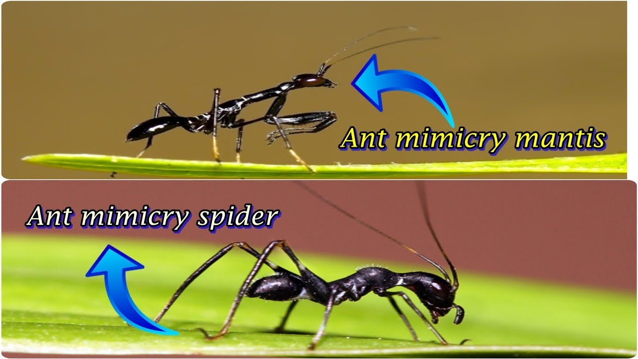 Ant mimic spider and ant memic mantis in india_HD[1080p]_Myrmarachne is ...