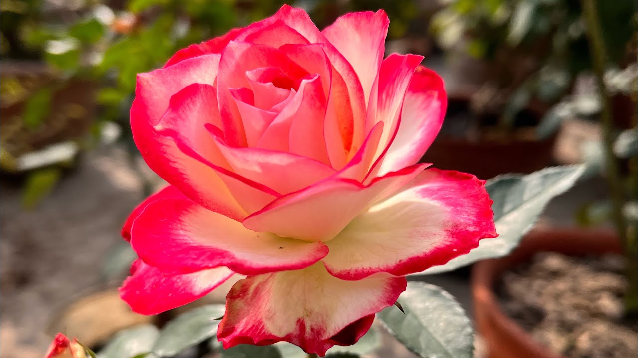 Disease Resistant Rose Variety Part 2 | Cherry Parfait Rose - YouTube