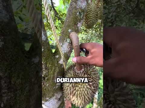 Petik Durian di Puncak Pohon Tinggi! #shorts