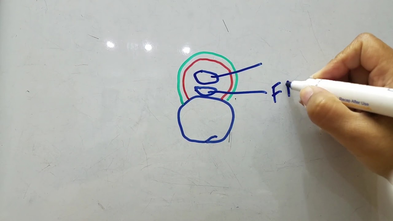 Fibrous digital sheaths, digital synovial sheaths, cross section(HAND 9 ...
