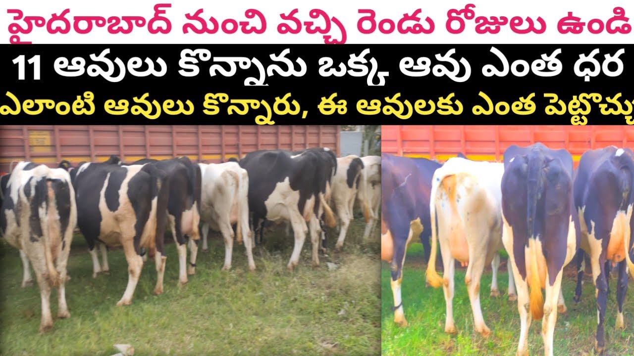 He came from Hyderabad and bought 11 cows l 916361424268 l high milk hf ...