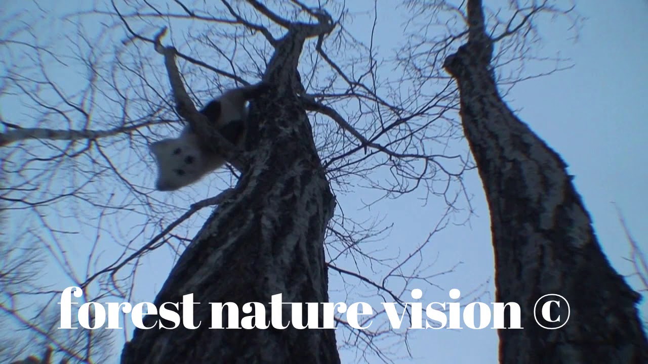 forest nature vision © - YouTube