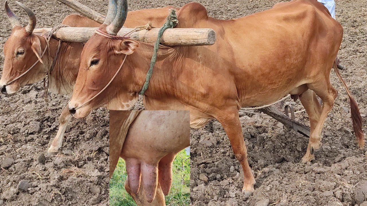 cow ploughing sales working village bullockcart village bullockcart ...