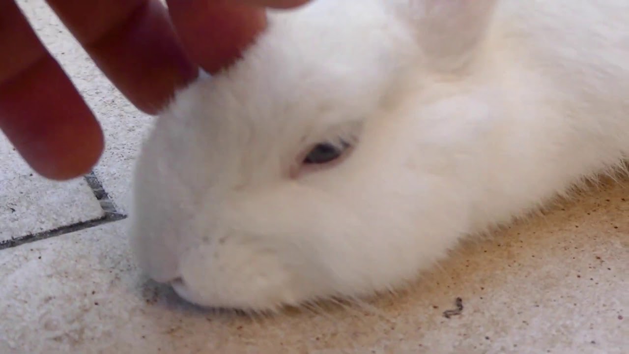 Bugs Bunny in real life come in my house - YouTube