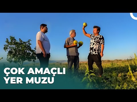 Yozgat'ın Aydıncık İlçesine Özgü Bağrıbütün Kavunu | Gündüz Gece