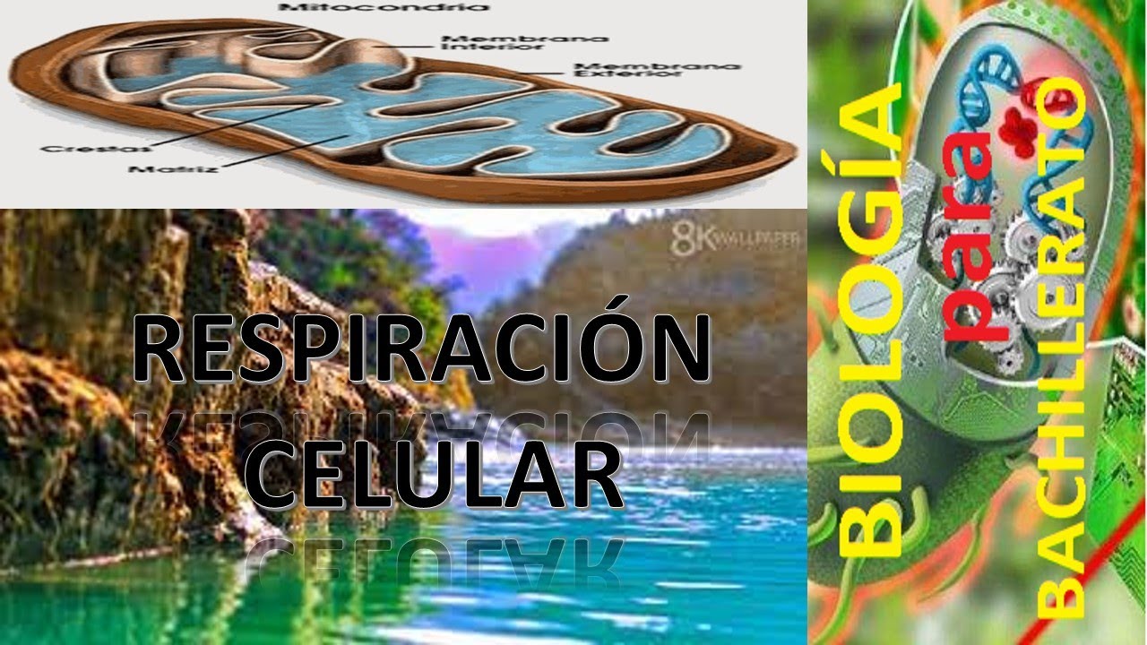BIOLOGÍA PARA BACHILLERATO: Respiración celular - YouTube