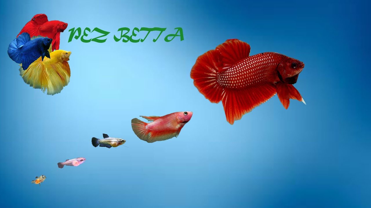 pez betta ciclo de vida - YouTube