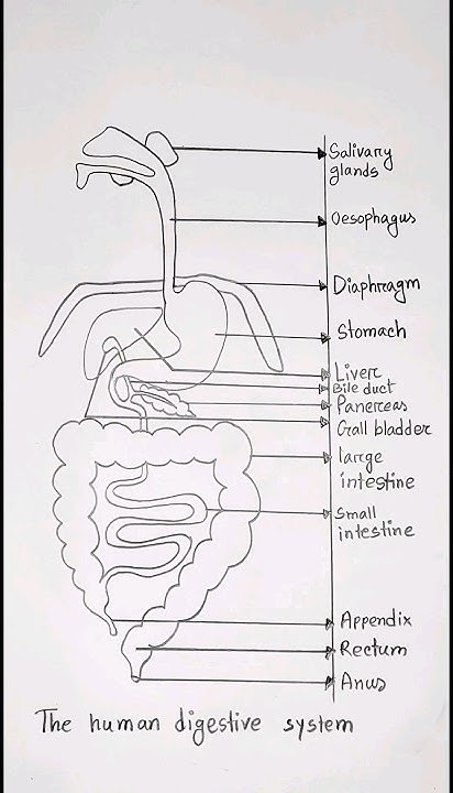The human digestive system diagram easily step by step - YouTube
