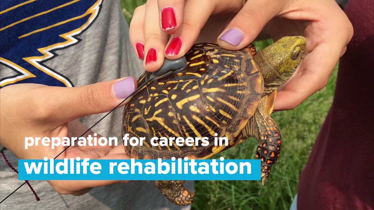 Program Spotlight: Zoo and Conservation Sciences - YouTube