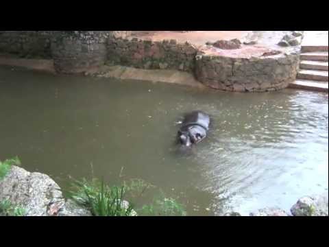 Zoológico de SP - Hipopótamo - 02Nov2011 - HD 1080p
