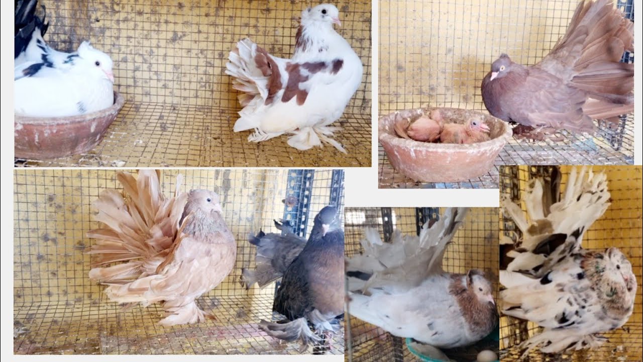 Breeding-2024 @Red Rose Loft American fantail Pigeons Stocks(மயில் ...
