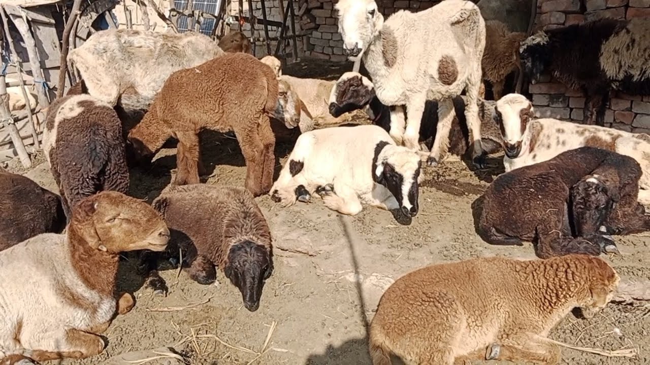 Sheeps Are Resting At Home | Sheep Mating 2022 | Animal Meeting 2022 ...