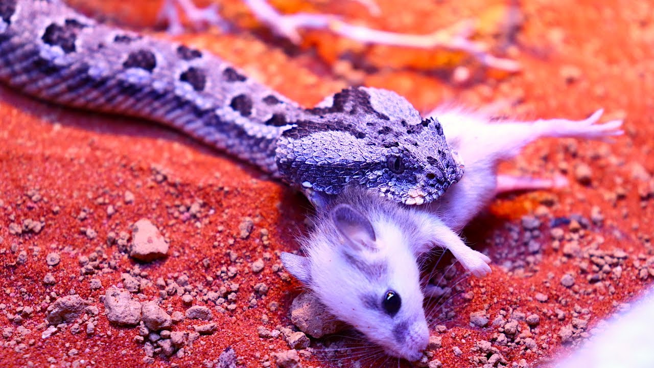 Bitis Rubida 0.1/ DwarfAdder / Live Feeding / Venomous Snake - YouTube