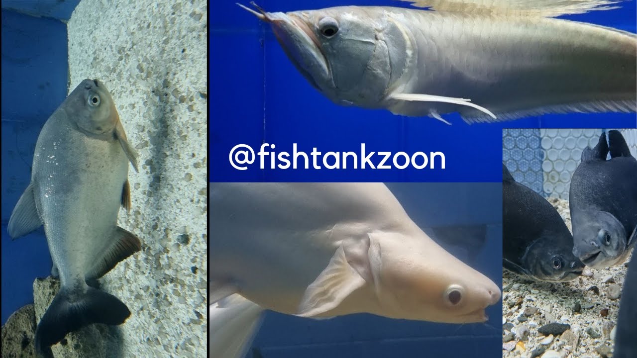 Arowana || Finally Adding TONS OF FISH For My BARRACUDA Saltwater Pond ...