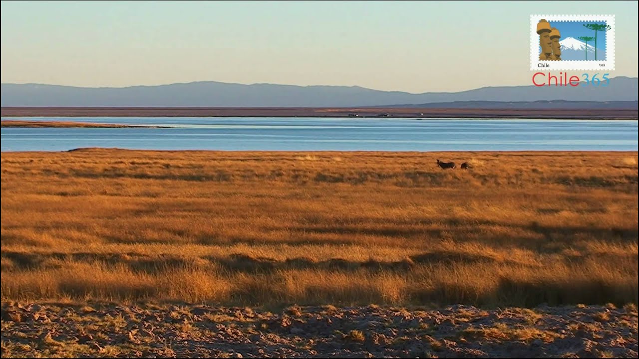 Laguna Cejar. Salar de atacama. Norte de Chile. Chile365 - YouTube
