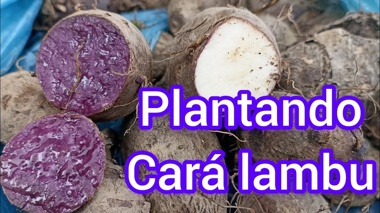 plantando cará lambu #deuséfiel #familia #vidanaroça #cará - YouTube