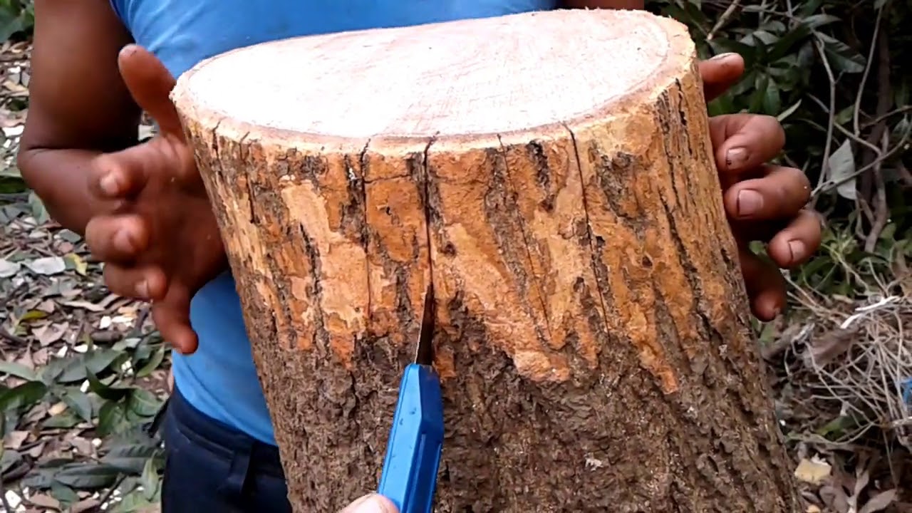 Bark Grafting on big mango tree in english .you can see my bark ...