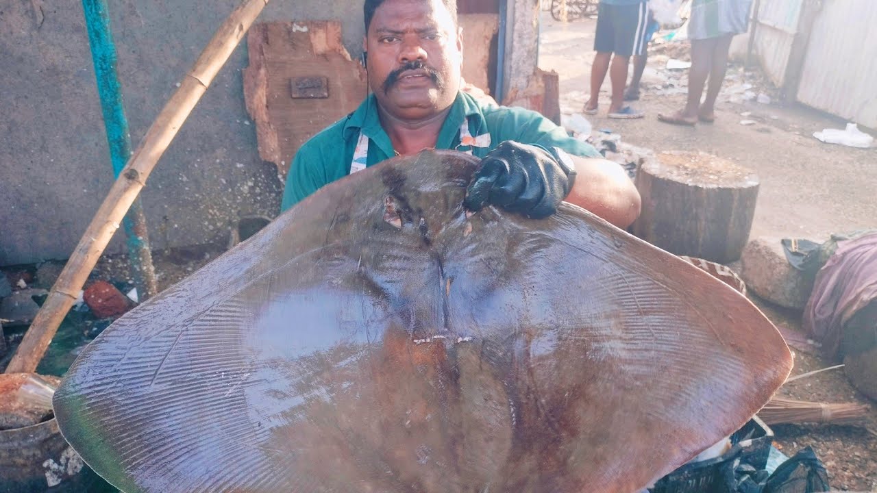 SPEED SELVAM | STINGRAY FISH CUTTING | IN KASIMEDU 🔪🐟 - YouTube