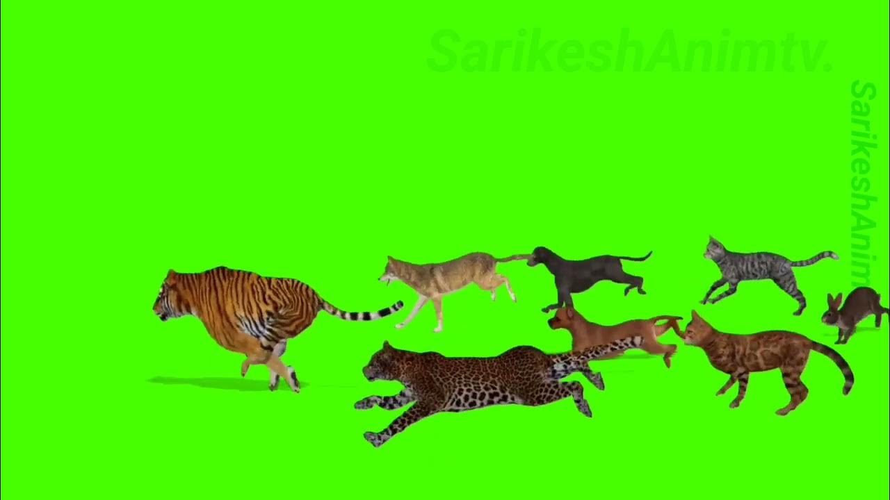 animal green screen|all animals green screen|running walking animals|# ...