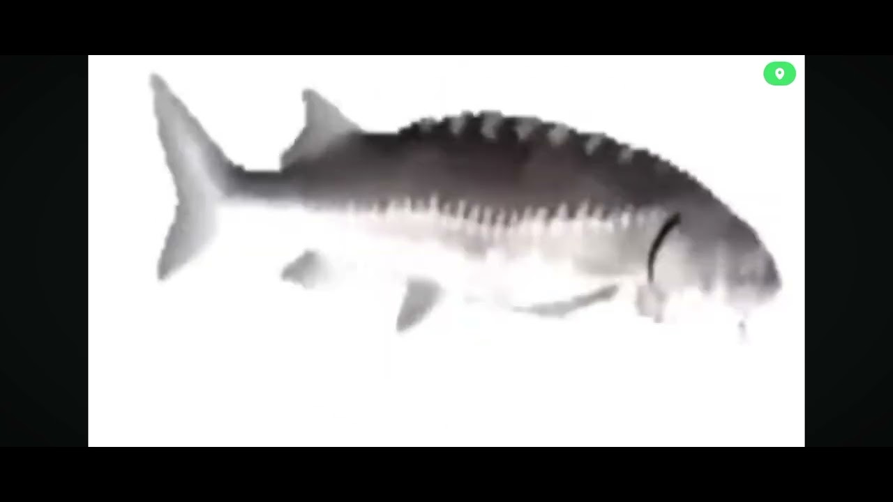Spinning Fish(5 MINUTES) - YouTube