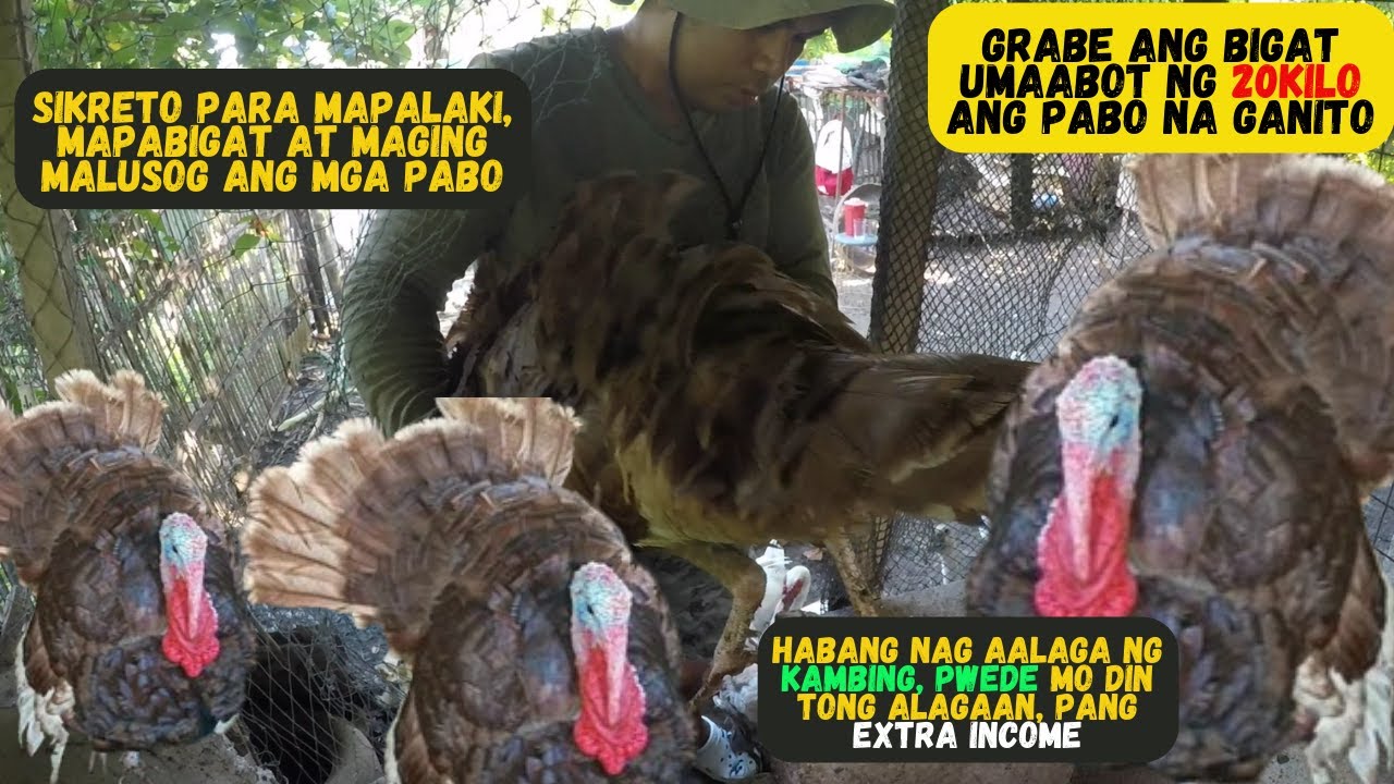 PART II MALAKI PALA ANG KITAHAN SA PABO(TURKEY)FARMING/AGRIBUSINESS ...