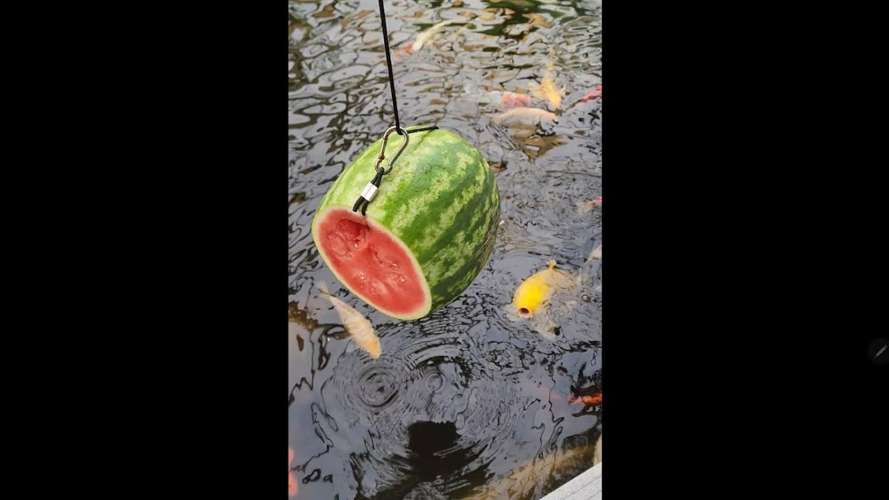 Watermelon koi treat spinning round aquaponic - YouTube