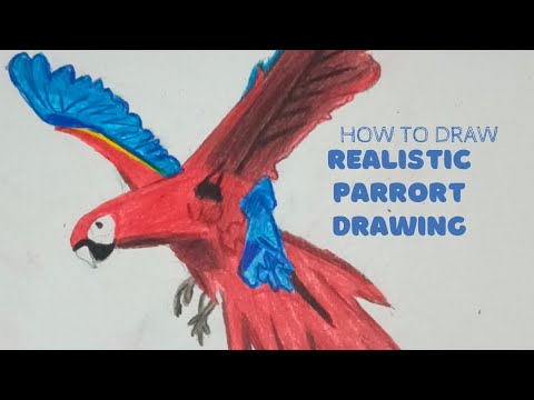 How to draw a realistic parrot step by step #drawing #sketch - YouTube