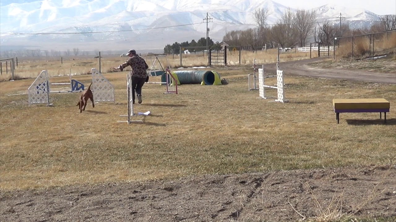 2018 Agility Challenge March Handling - YouTube
