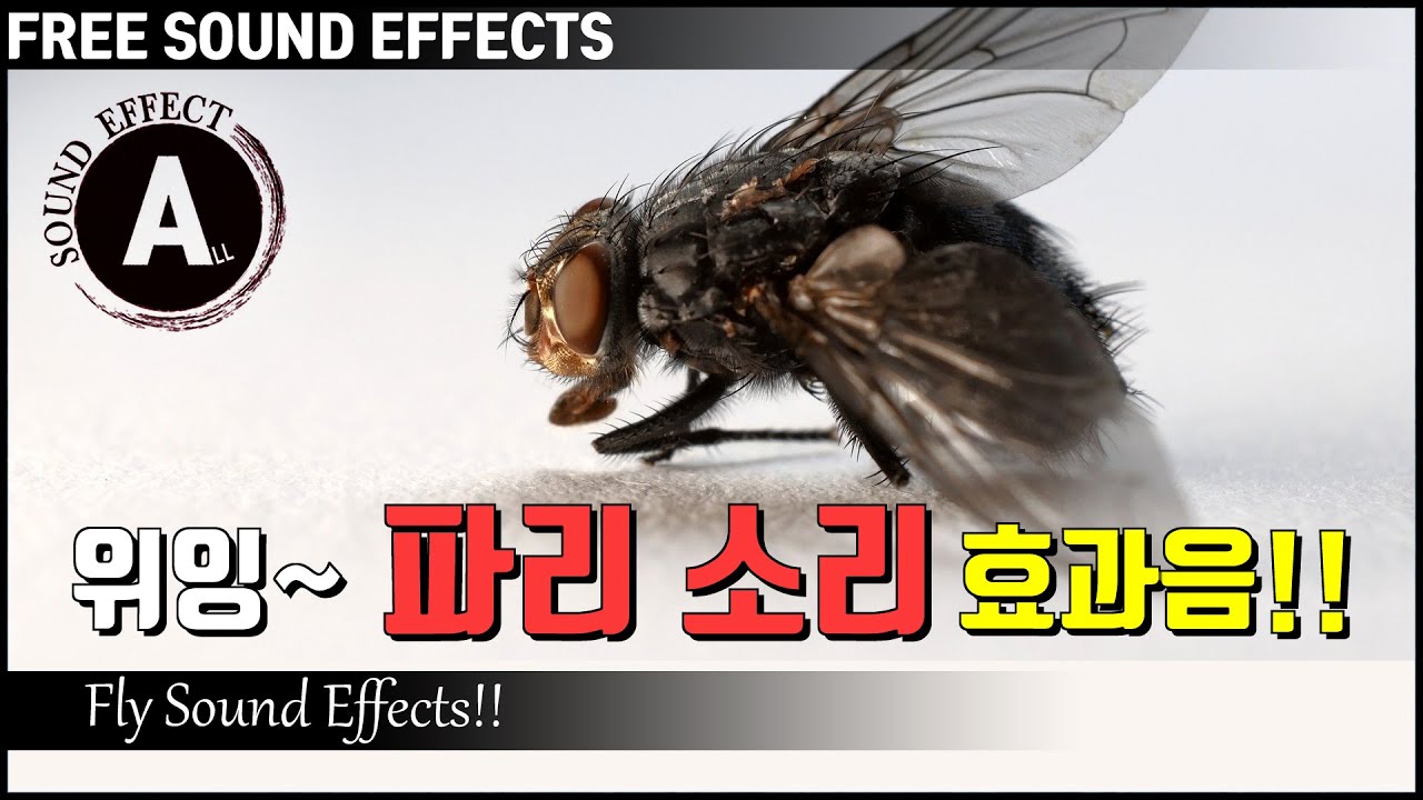 위잉~~ 날아가는 파리 소리 효과음!! Fly Sound Effects!! [저작권 없는 무료 효과음] FREE SOUND ...