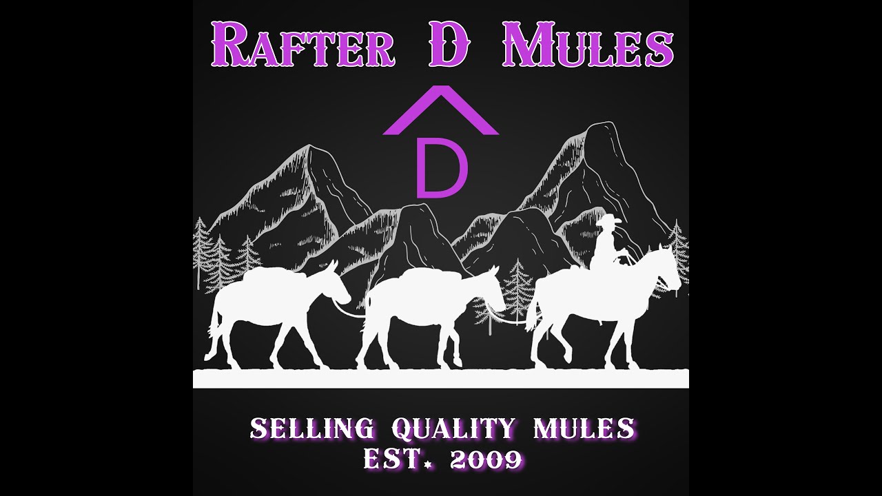 Rafter D Mules - Billings Livestock 2025 Preview - YouTube