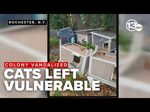 Cat colony shelters intentionally destroyed, leaving animal rescue to pick up the pieces
