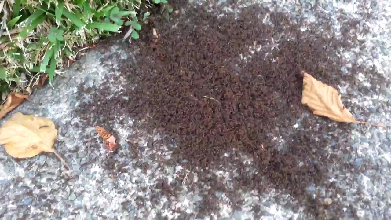 Crazy pile of ants - YouTube