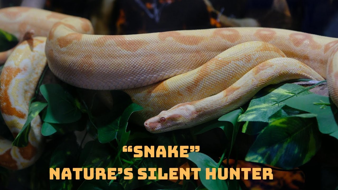 Wild Relaxation World: The Silent Hunter – Relaxing Snake in the Wild ...