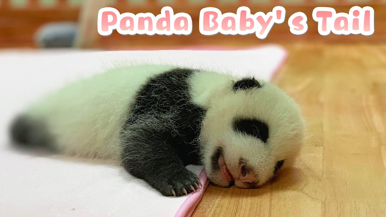 Panda Baby Enjoys Nanny Play With Its Tail | iPanda - YouTube