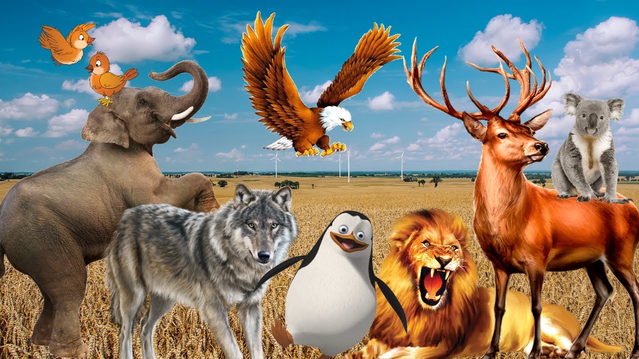 Learn to identify some common animals by their sounds! 🐏🐇🐖🐿️🐘🦄🦌🐂🦁🦆🐘 ...