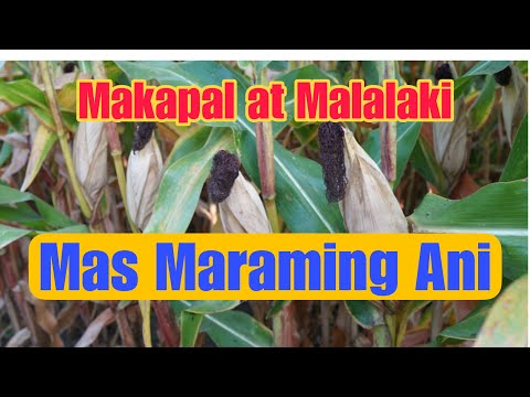 Gaano Kadami Kaya ang Ani sa Ganito Kakapal na Mais - YouTube