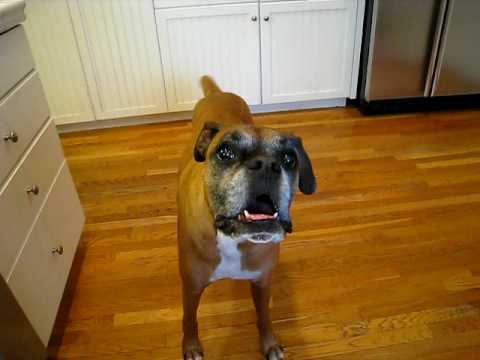 Rocky the 3 legged talking boxer dog - YouTube