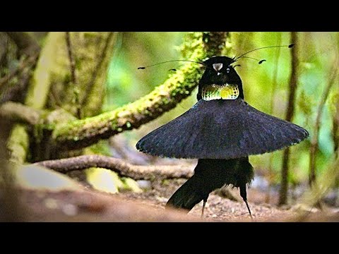 This Bird’s Bizarre Dance Will Leave You Speechless! 🕺🐦 - YouTube