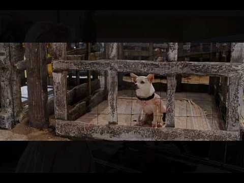 Beverly Hills Chihuahua.wmv