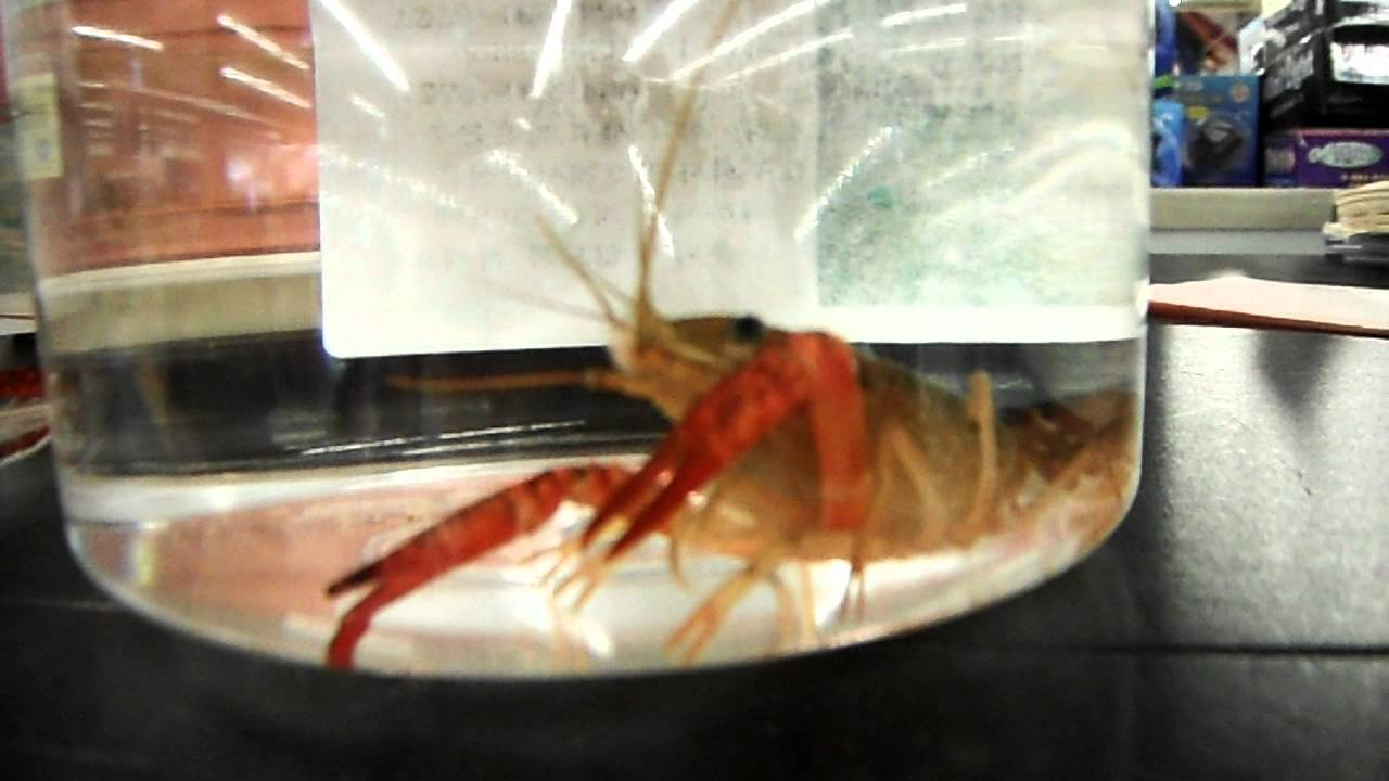 Shrimp or mini krill lobster type things at the Aquarium petstore in ...