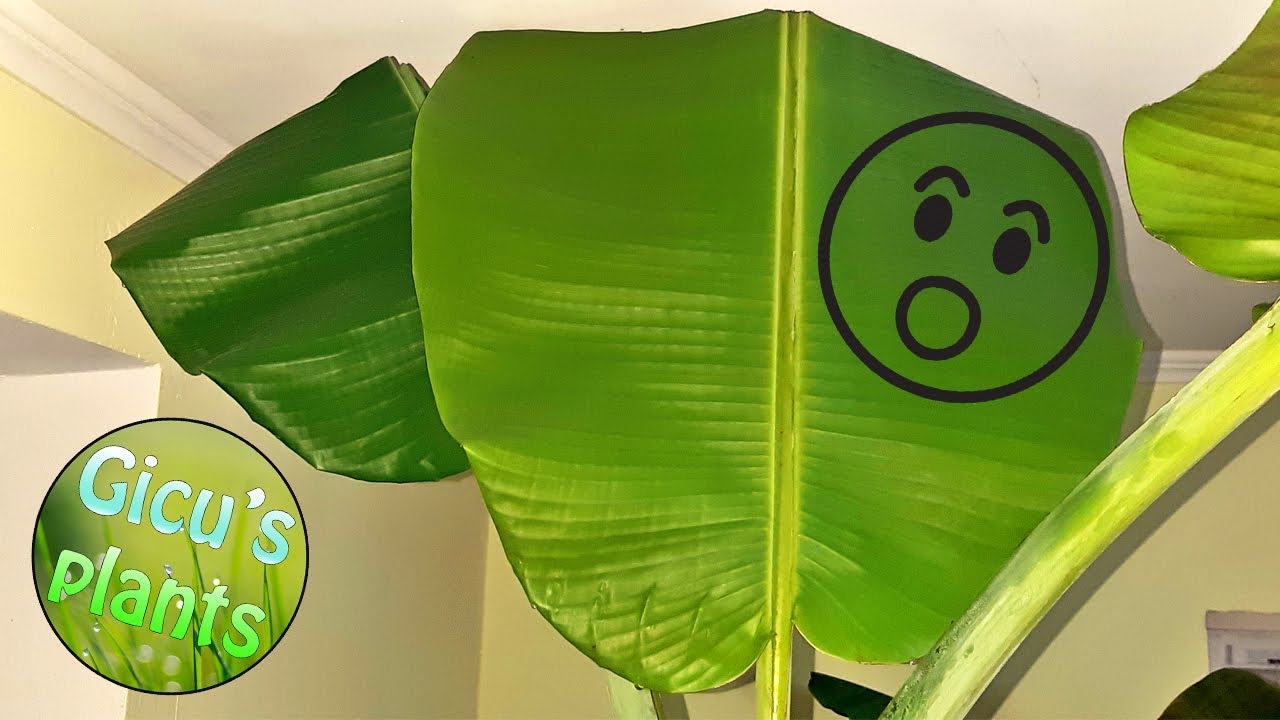 Bananierul meu a crescut pana in tavan 😍🌴🌴🌴 - YouTube