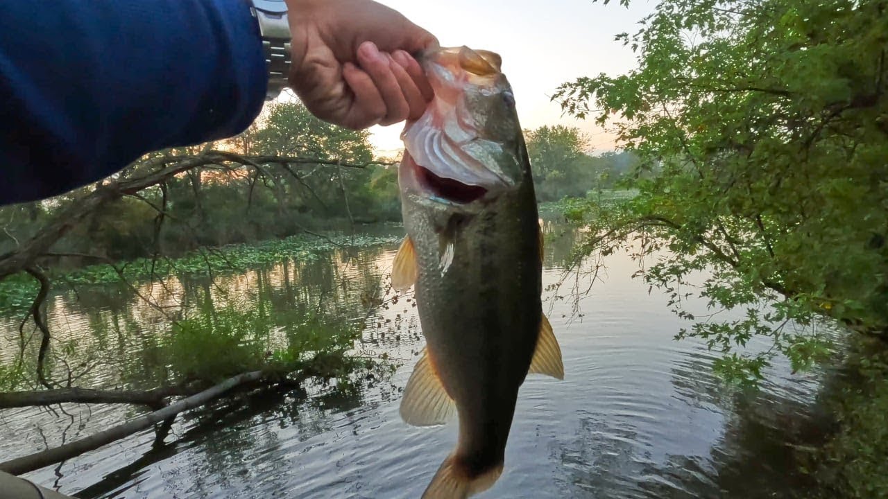 largemouth bass fishing at sunrise! ned rig and topwater action! - YouTube